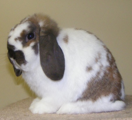 AVAILABLE | Bunny Lops