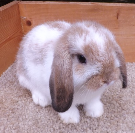 Bunny Gallery 2015 | Bunny Lops