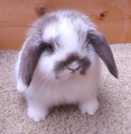 Bunny Gallery 2015 | Bunny Lops