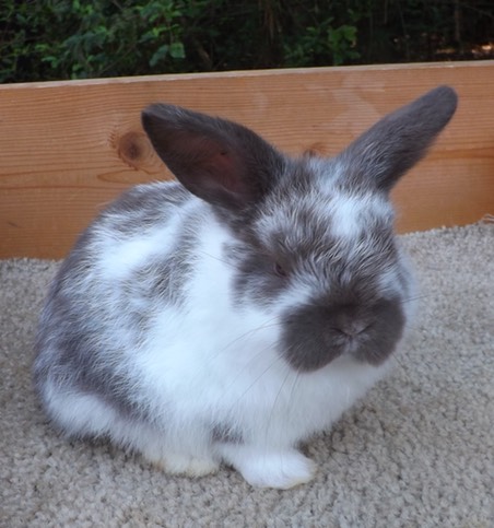 Bunny Gallery 2015 | Bunny Lops