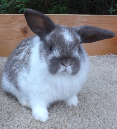 Bunny Gallery 2015 | Bunny Lops