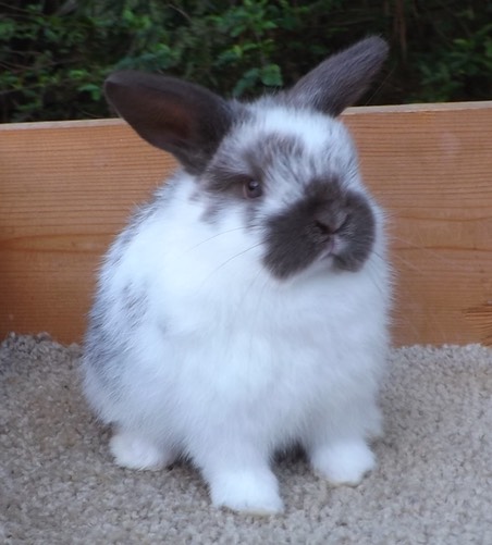 Bunny Gallery 2015 | Bunny Lops