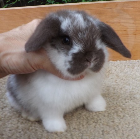 Bunny Gallery 2015 | Bunny Lops