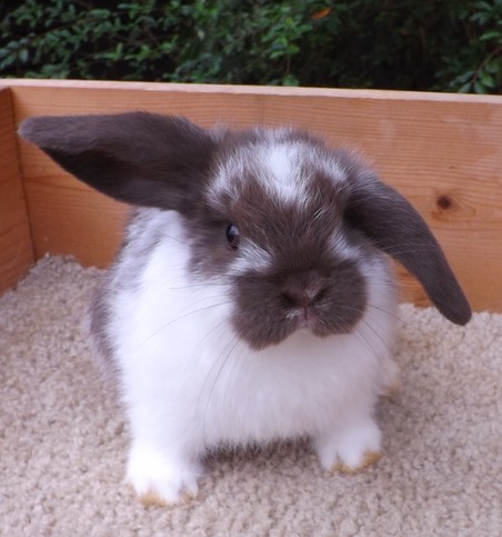 Bunny Gallery 2015 | Bunny Lops