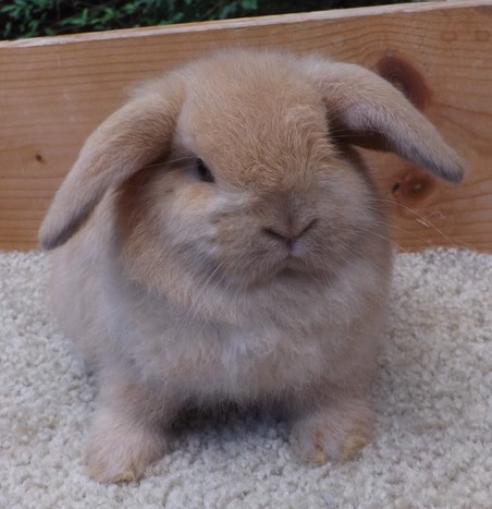 Bunny Gallery 2015 | Bunny Lops