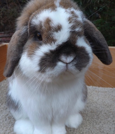 Holland Lop Bucks | Bunny Lops