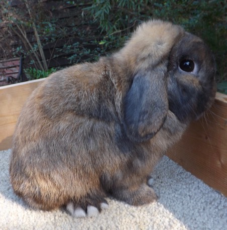 Past Bucks | Bunny Lops