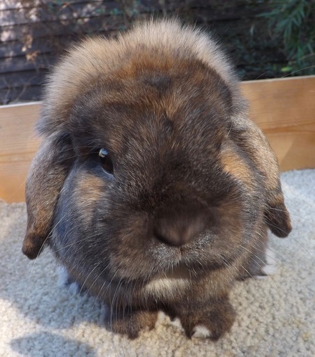 Past Bucks | Bunny Lops