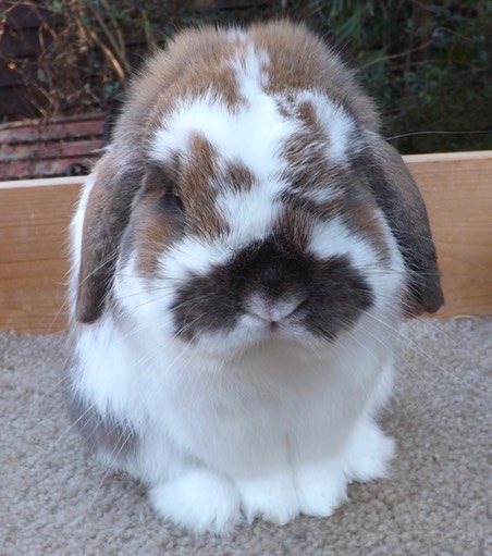 Holland Lop Bucks | Bunny Lops