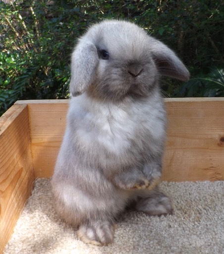 Holland Lop Does | Bunny Lops