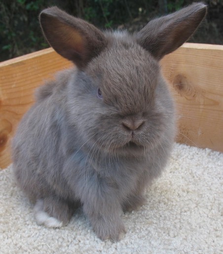 Bunny Gallery 2014 | Bunny Lops