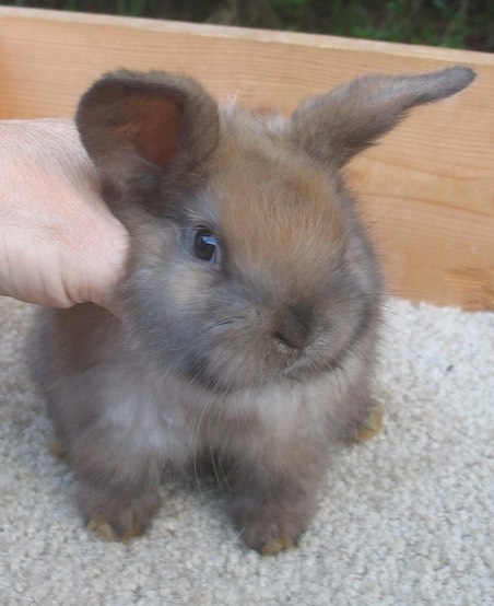 Bunny Gallery 2014 | Bunny Lops