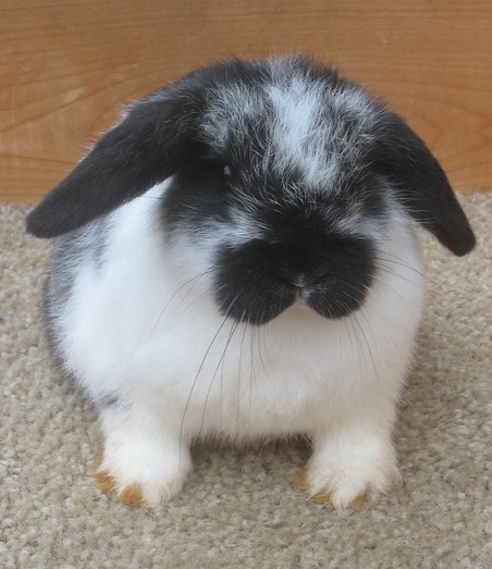 Bunny Gallery 2015 | Bunny Lops