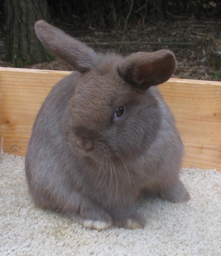 Bunny Gallery 2014 | Bunny Lops