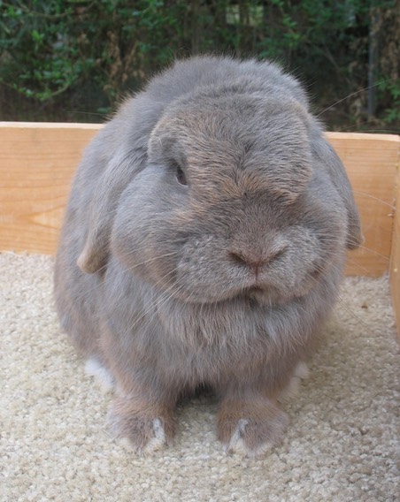 Past Bucks | Bunny Lops