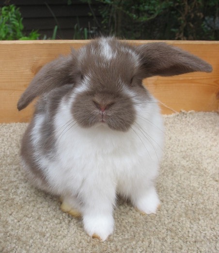 Bunny Gallery 2015 | Bunny Lops