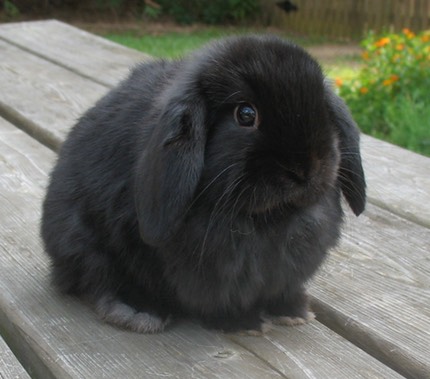 Bunny Gallery 2012 | Bunny Lops