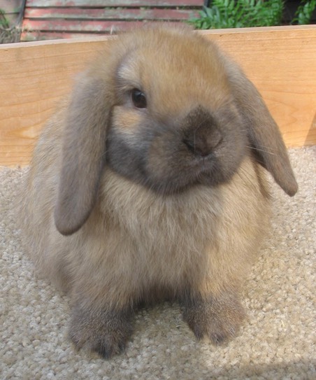 Bunny Gallery 2015 | Bunny Lops