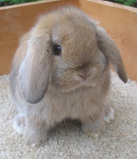 Bunny Gallery 2015 | Bunny Lops