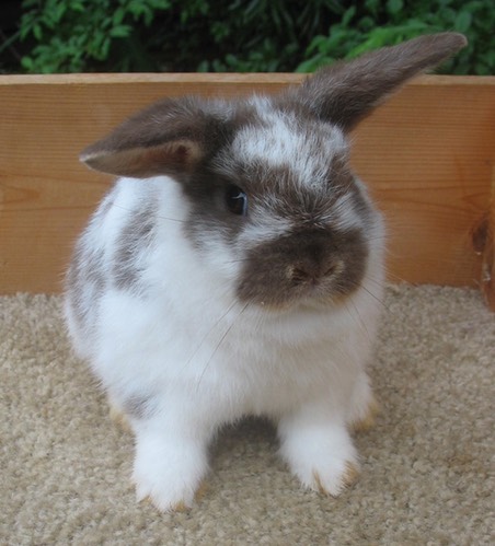 Bunny Gallery 2015 | Bunny Lops