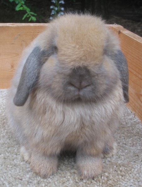 Bunny Gallery 2015 | Bunny Lops