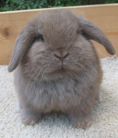 Bunny Gallery 2015 | Bunny Lops