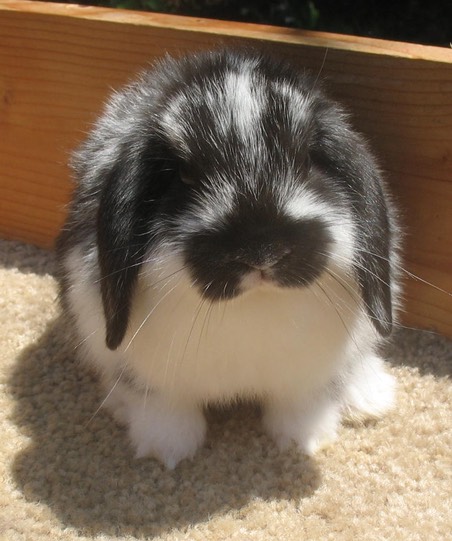 Bunny Gallery 2015 | Bunny Lops