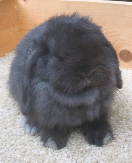 Bunny Gallery 2015 | Bunny Lops