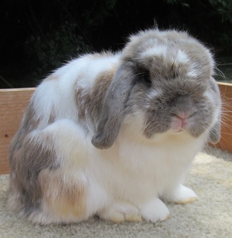 Past Bucks | Bunny Lops