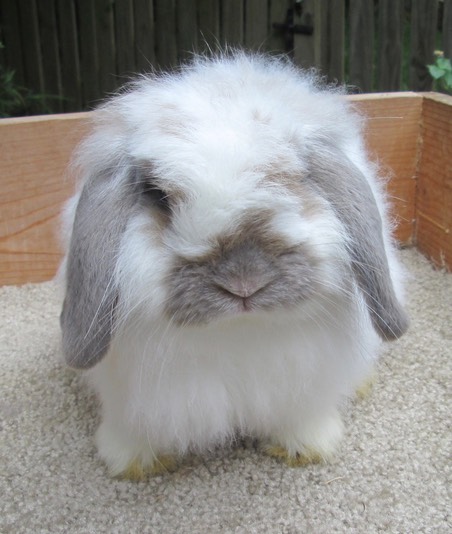 Bunny Gallery 2017 | Bunny Lops