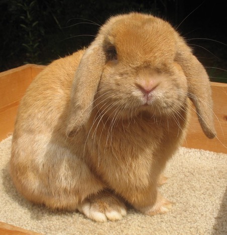 Past Bucks | Bunny Lops