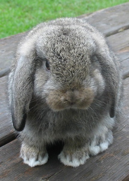 Holland Lop Colors | Bunny Lops