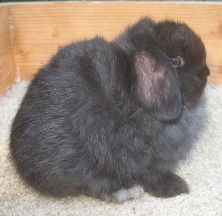 Bunny Gallery 2015 | Bunny Lops