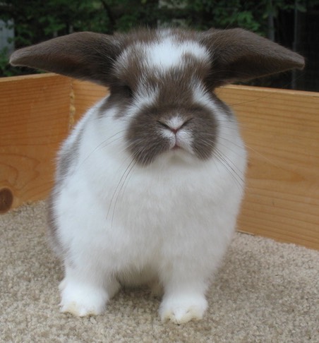 Bunny Gallery 2014 | Bunny Lops