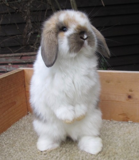 Bunny Gallery 2017 | Bunny Lops