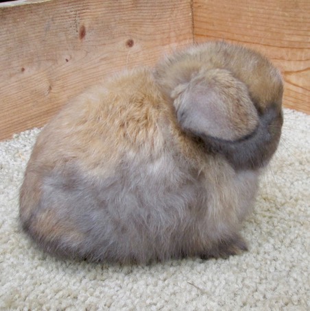 Velveteen Lop Bucks | Bunny Lops