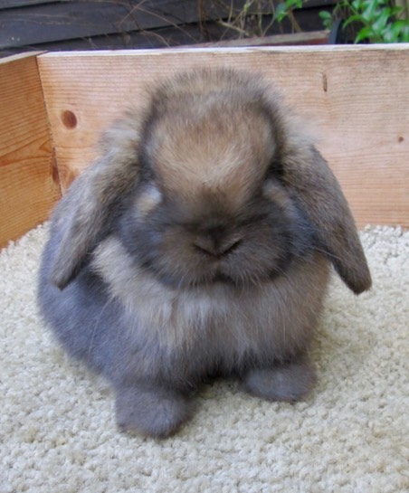 Holland Lop Bucks | Bunny Lops