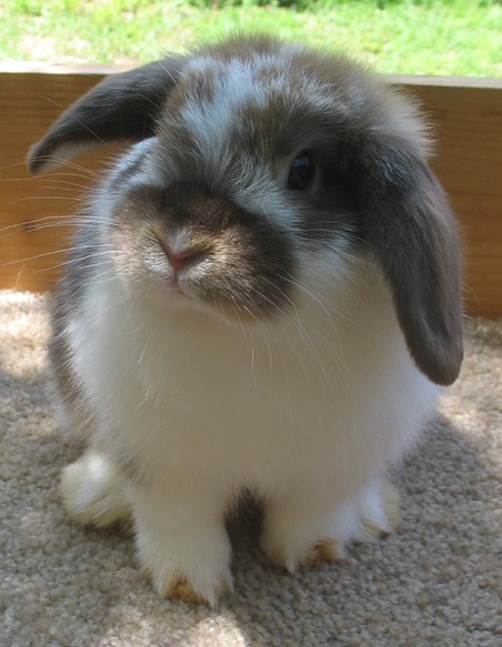 Bunny Gallery 2014 | Bunny Lops