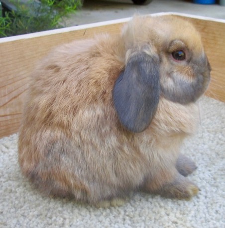 Velveteen Lop Bucks | Bunny Lops