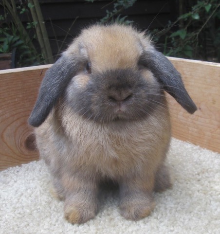 Velveteen Lop Bucks | Bunny Lops