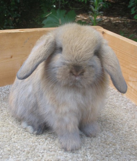 Bunny Gallery 2014 | Bunny Lops