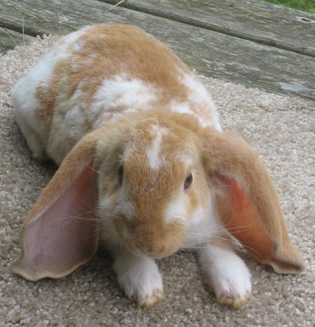 Bunny Gallery 2014 | Bunny Lops