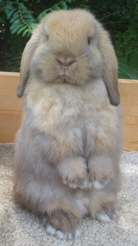 Bunny Gallery 2014 | Bunny Lops