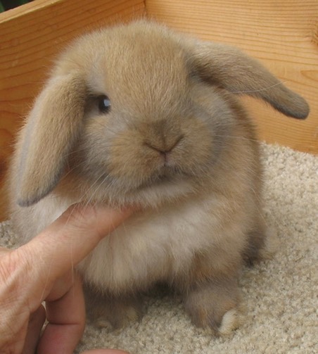 Bunny Gallery 2014 | Bunny Lops