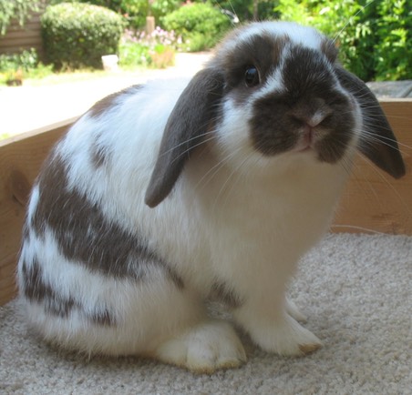 Bunny Gallery 2014 | Bunny Lops