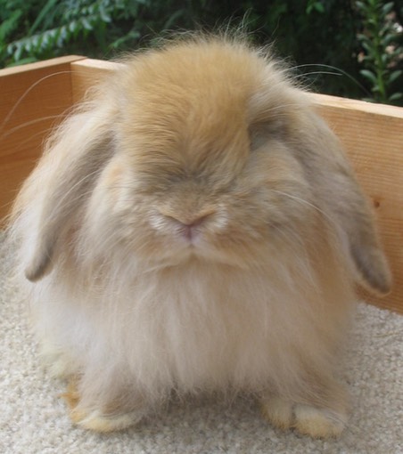 Bunny Gallery 2014 | Bunny Lops