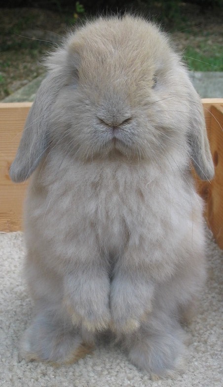 Bunny Gallery 2014 | Bunny Lops