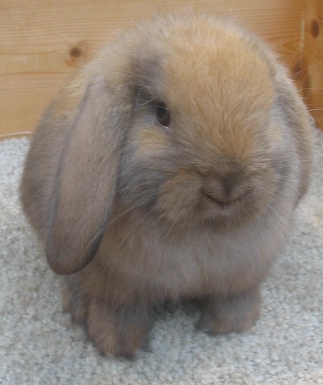 Bunny Gallery 2014 | Bunny Lops