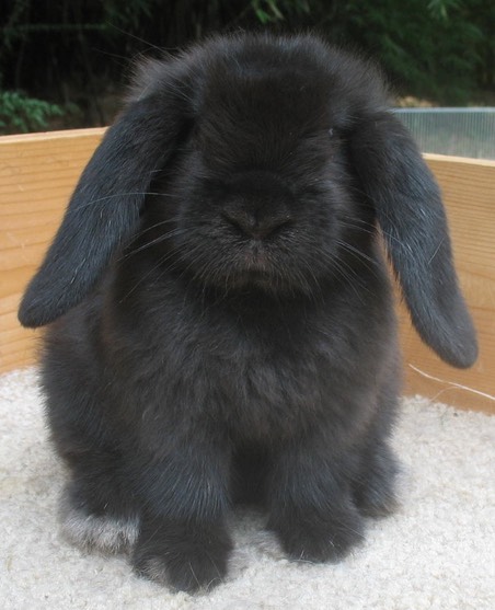 Bunny Gallery 2014 | Bunny Lops