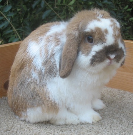 Past Bucks | Bunny Lops